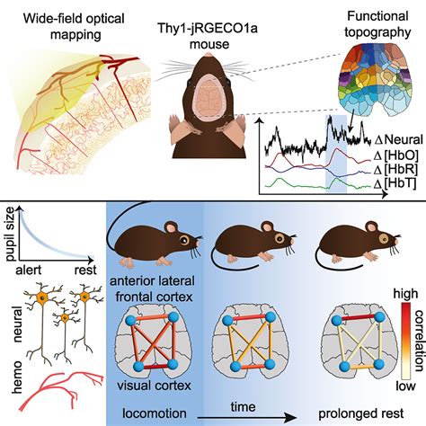 Cortex Wide Neural Dynamics Predict Behavioral States And Provide A Neural Basis For Resting