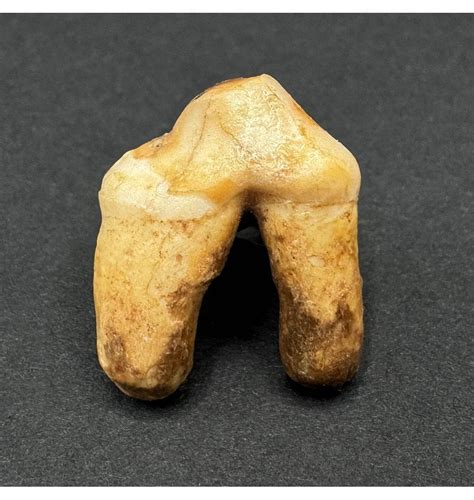 Fossils For Sale Fossils Pleistocene Fossil Wolf Tooth From Romania Canis Lupus