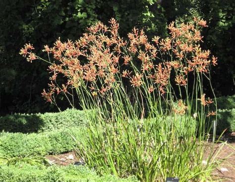 Anigozanthos Flavidus Tall Kangaroo Paw