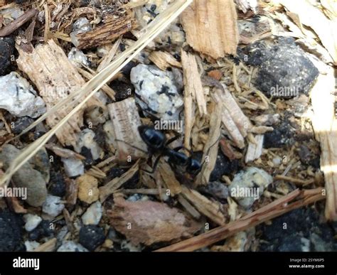 Carpenter Ants Typical Sugar Ants And Allies Camponotus Insecta Sonora Pass Highway