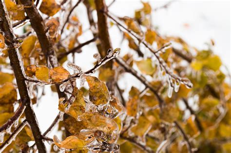 얼어붙은 비 후 여러 가지 색의 잎이 있는 얼음으로 덮인 가지 나무 0명에 대한 스톡 사진 및 기타 이미지 0명 겨울 계절 Istock