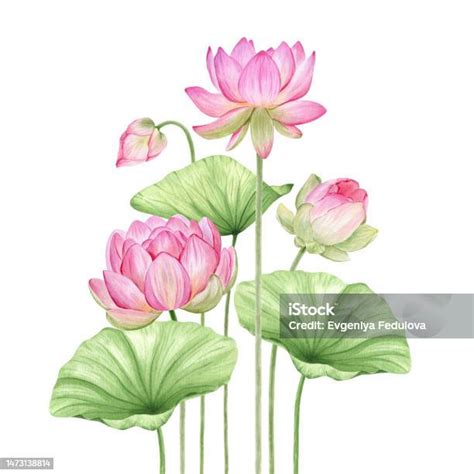 핑크 연꽃과 나뭇잎 수채화 그림입니다 연꽃과 구성 중국 수련 초대장 영화 포스터 직물 및 기타 품목의 디자인을위한 디자인 0명에 대한 스톡 벡터 아트 및 기타 이미지