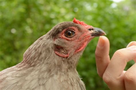 Types Of Chickens Know Your Chickens