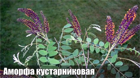 Аморфа кустарниковая - размножение семенами - YouTube