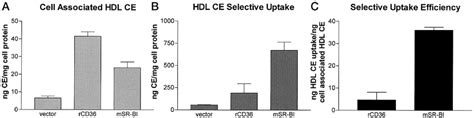 comparison of hdl ce selective uptake mediated by sr bi and cd36 cos 7