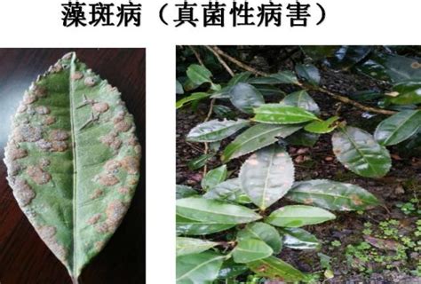 茶树主要病害简介 乡振网 农业对接经销商b2b平台