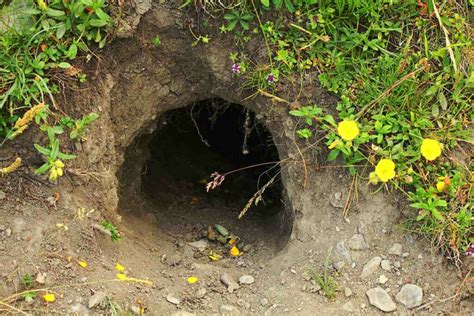 How To Get Rid Of Skunks