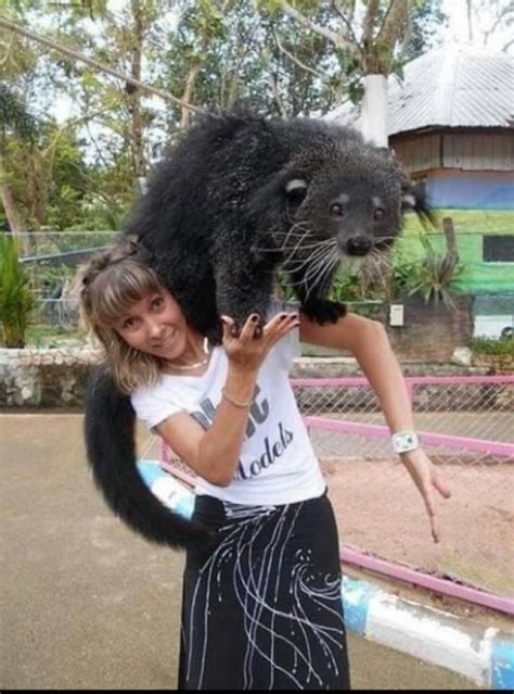 Binturongs Pivotal Personalities In Rainforest Conservation Artofit