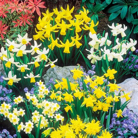 Narcissusdaffodil Bulbs Miniature Dwarf Special Mix Value