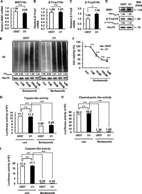The E3 Ligases Of I ␬ B ␣ Expression And Proteasomal Proteinase
