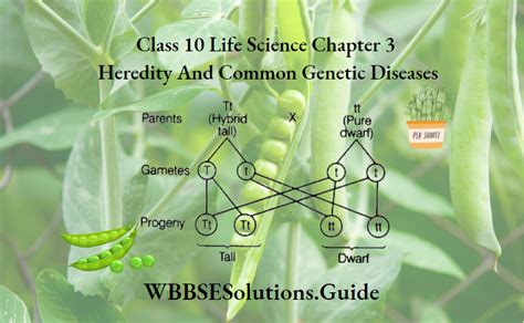 Wbbse Solutions Class 10 Life Science Chapter 3 Heredity And Common Genetic Diseases Long Answer