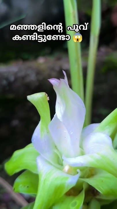 Shortsvideo Shortsfeed Ytshorts Nature മഞ്ഞളിൻ്റെ പൂവ്