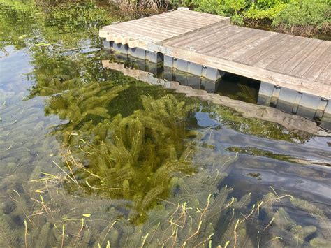 Maine Lakes Milfoil Control Team