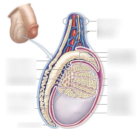 Testis Diagram Quizlet