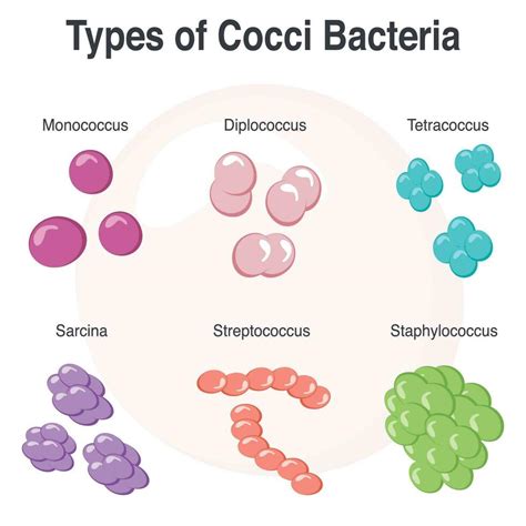 Coccus Bacteria Diagram