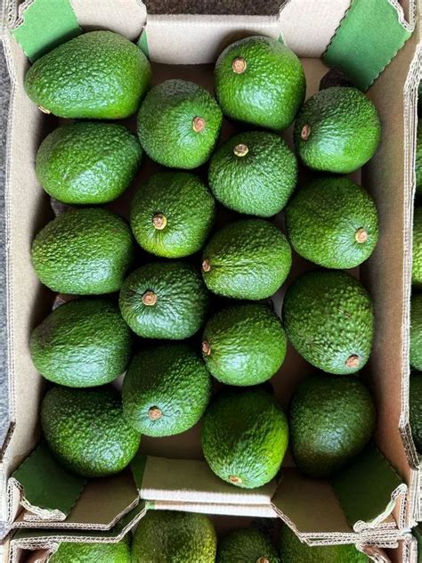 Hass Avocado At ₹ 200 Kg Avocado Fruit In Ooty Id 2856125694997