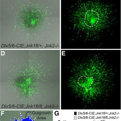 In Vitro Migration Of Cortical Interneurons From Explants Of Mge Tissue