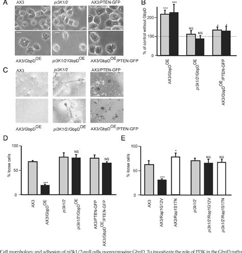 figure 1 from a rap phosphatidylinositol 3 kinase pathway controls pseudopod formation