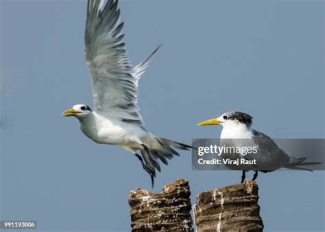 River Tern Photos And Premium High Res Pictures Getty Images