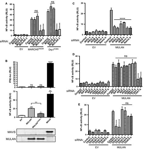 Mitochondrial Hyperfusion Promotes Nf‐κb Activation Via The