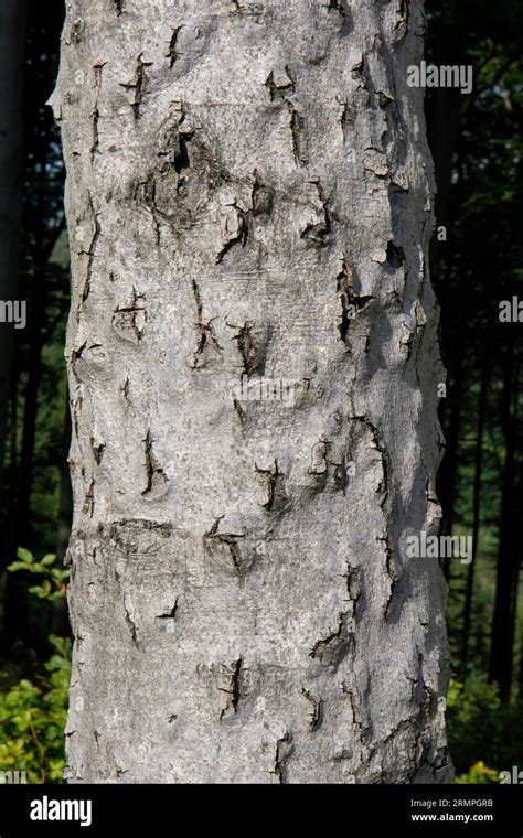 Beech Bark Disease BBD Fagus Tree Bark Infested By Xylococculus Betulae Cryptococcus