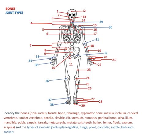Labeled Joints Human Body