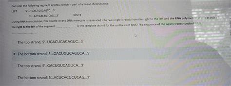 Solved Consider The Following Segment Of DNA Which Is Part Chegg