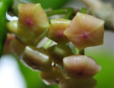 牧羊球兰 高清图片，堆糖，美图壁纸兴趣社区