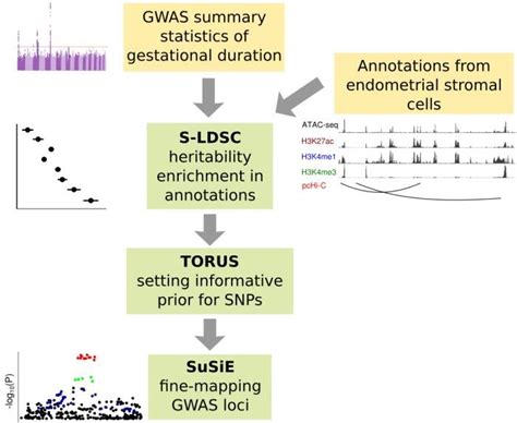 Computational Pipeline Of Our Gwas Analysis Yellow Boxes Input