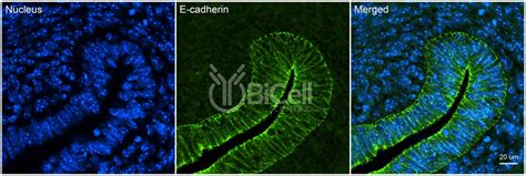 Universal Antigen Retrieval Buffer Bicell Scientific®