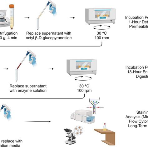 Cell Wall Digestion Protocol Process Flow Cells Are Exposed To An Download Scientific Diagram Cell Wall Digestion Protocol Process Flow Cells Are Exposed To An Download Scientific Diagram
