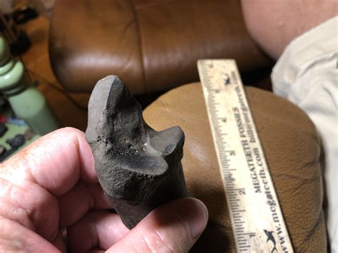 Calcaneum Fossil Id The Fossil Forum