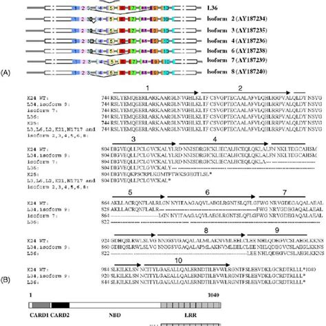 A Schematic Diagram Depicting The Exon Composition Of Alternatively Download Scientific