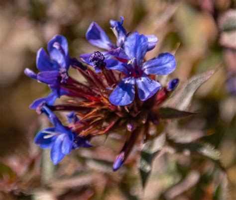 Ceratostigma Eflora Of India