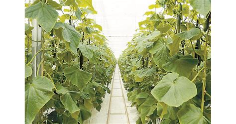 Ефективен биологичен контрол на домати и краставици отглеждани в