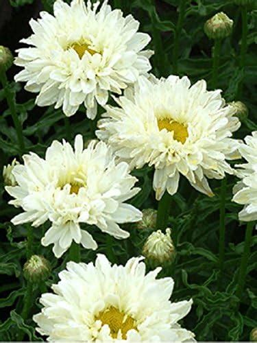 Shasta Daisy Leucanthemum X Superbum Victorian Secret Perennial Plug Plants Pack X Amazon