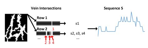 The Algorithm Workflow From Vein Pattern To Sequence Of Points