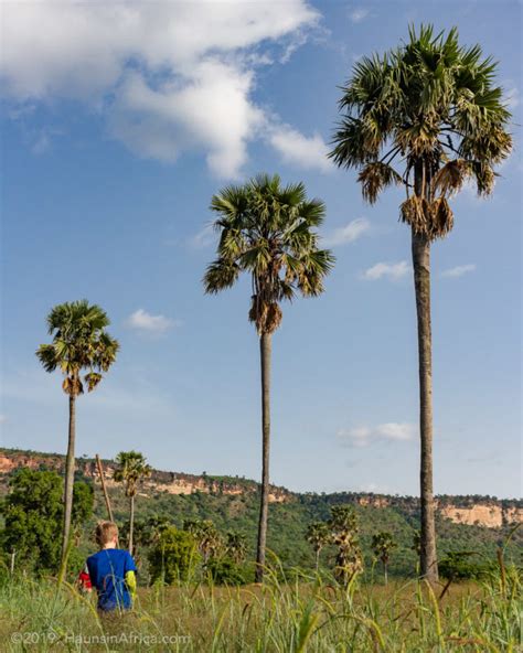 West Africas Borassus Palm The Hauns In Africa