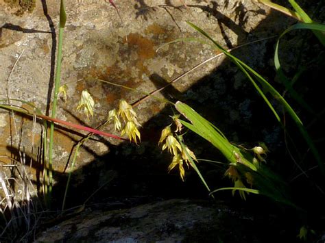 Melasphaerula Pacific Bulb Society