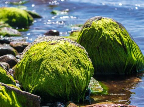 Quick Notes On Oedogoniales With Diagrams Algae