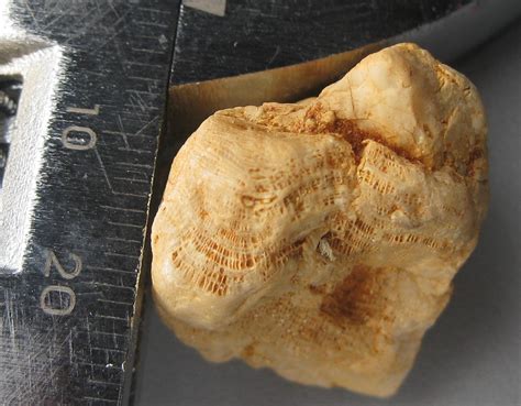 Rudist Fossil Id The Fossil Forum