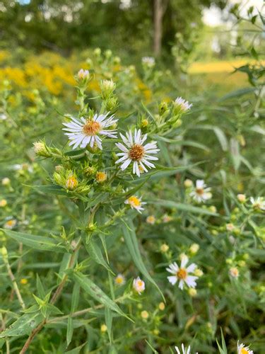 Shining Aster Origin Native Plants