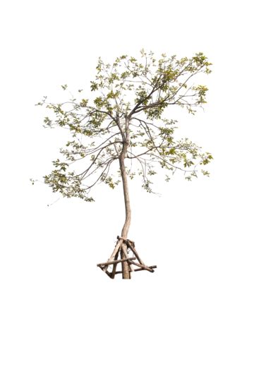 Tree Tree Stem Nature Lone Big Natural PNG Transparent Image And Clipart For Free Download