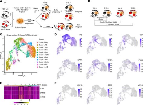 Single Nucleus RNA Seq Reveals Presence Of Insulin And Glucagon Download Scientific Diagram