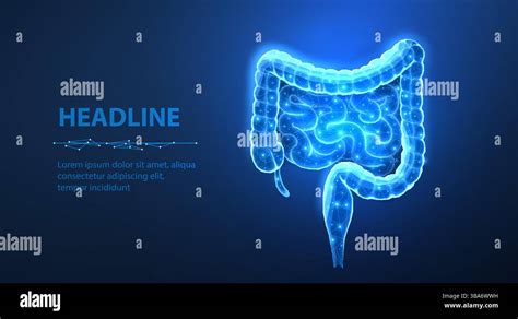 Human Intestines Gut Health Bowel Disease Gastrointestinal Tract