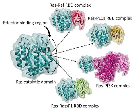 Plasma Membrane Regulates Ras Signaling Networks Abstract Europe Pmc