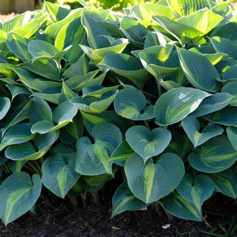 Hosta Catherine