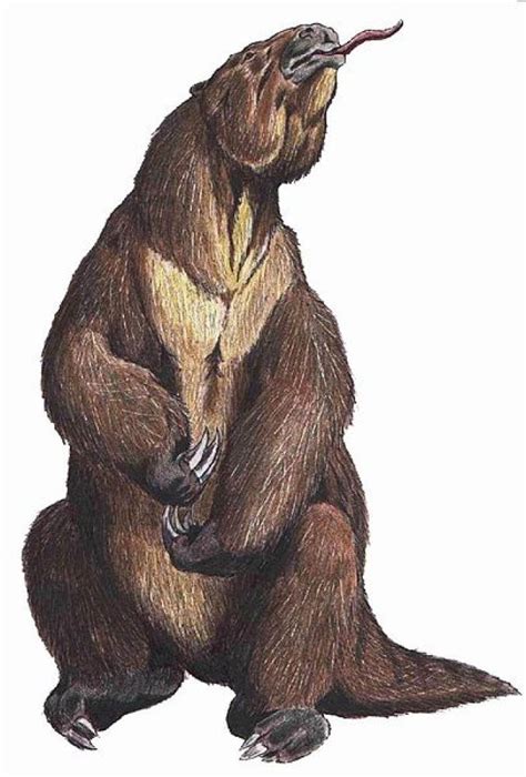 Explained Why Giant Birds Suddenly Vanished Ground Sloth