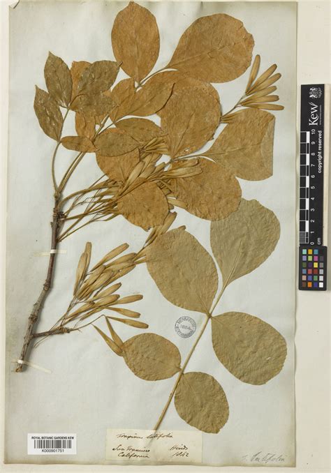 Fraxinus Latifolia Benth Plants Of The World Online Kew Science
