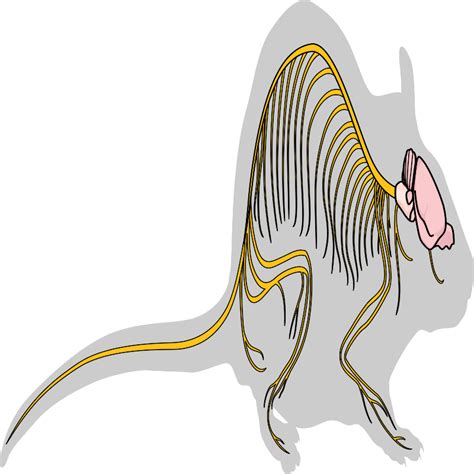 Rat Nervous System Sagittal Shape Figure Science Figures